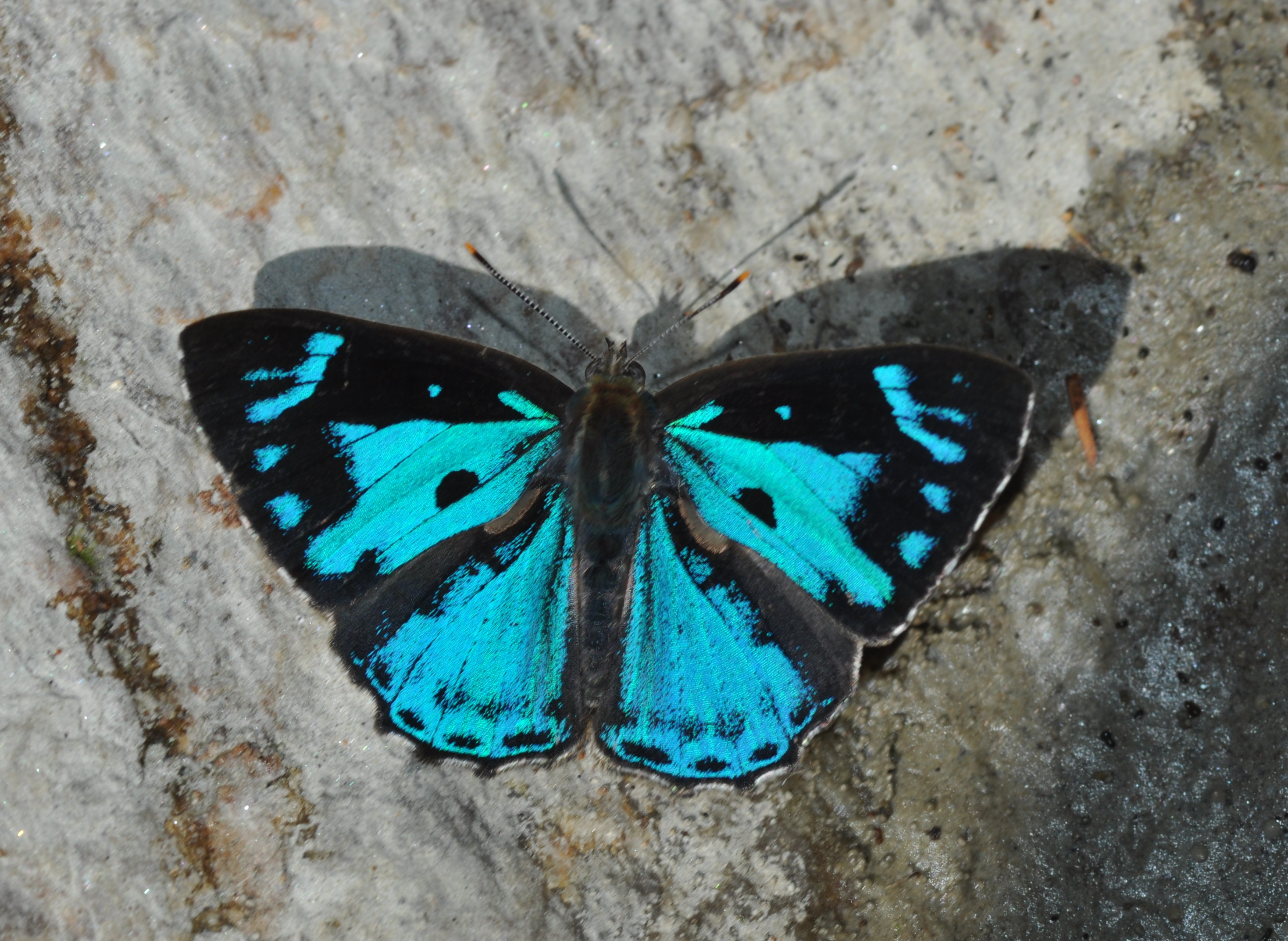 Blue Colored Butterflies ~|~ Butterfly Colors